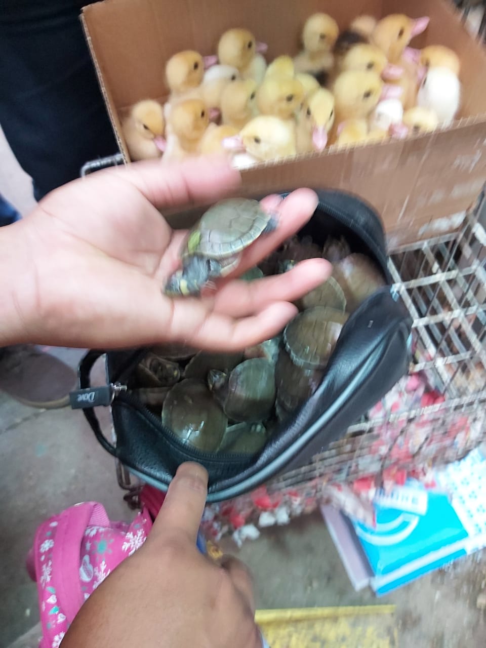 Rescata loros, tortugas ranas, entras especies – lavozbolivia.com