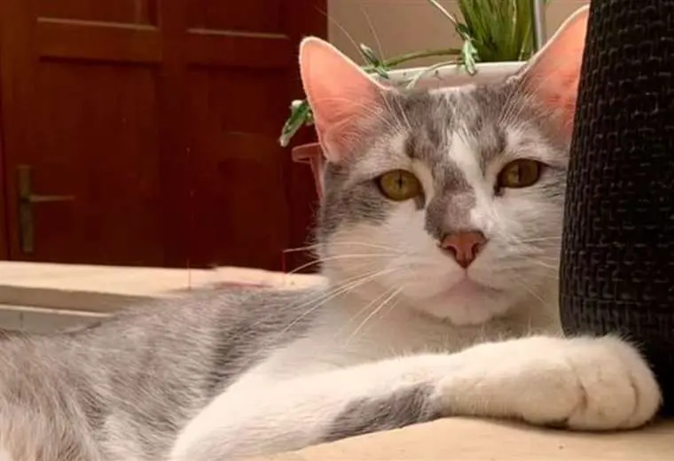 El gato Tito ahora tiene un equipo de veinte abogados que lo “defenderá ...